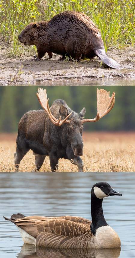 Canada National Animal Symbol